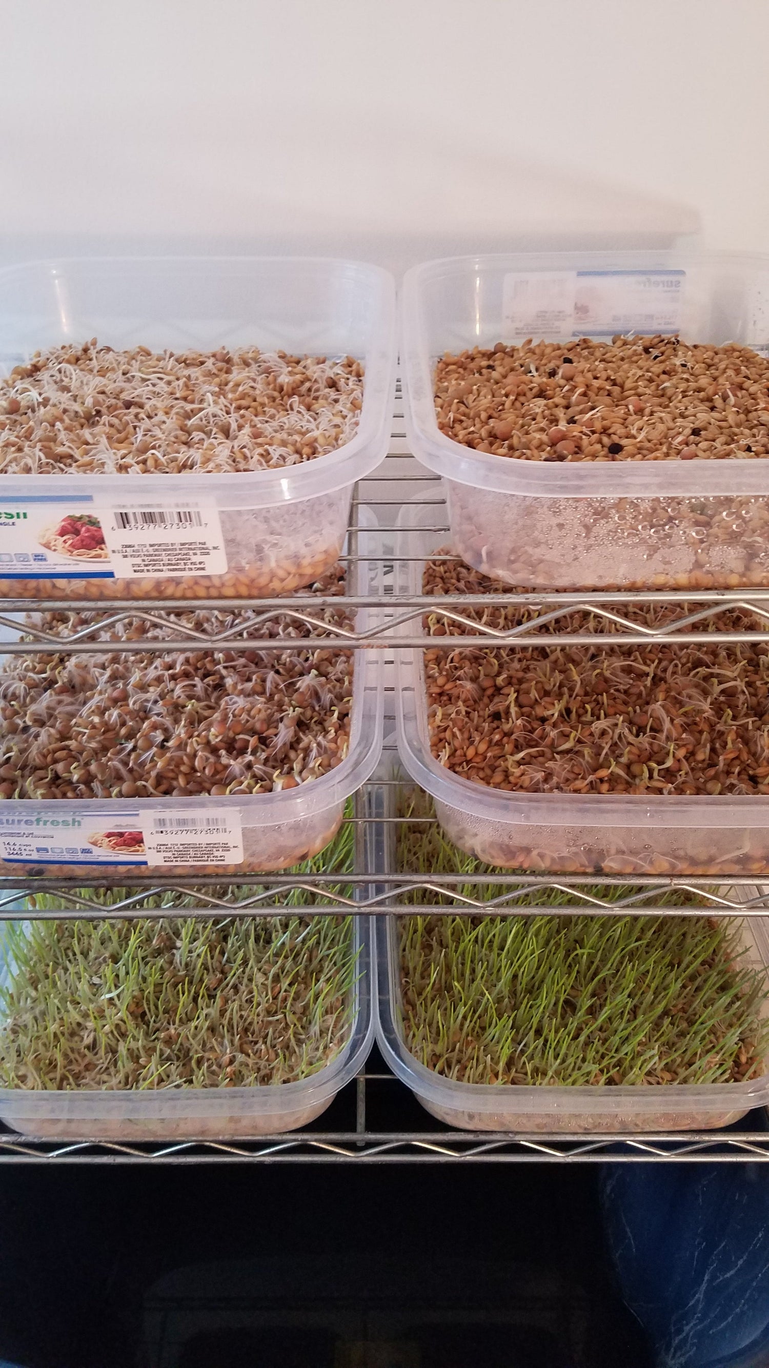 How to Grow Fodder for Chickens: A Nutritious & Easy Guide – Green ...