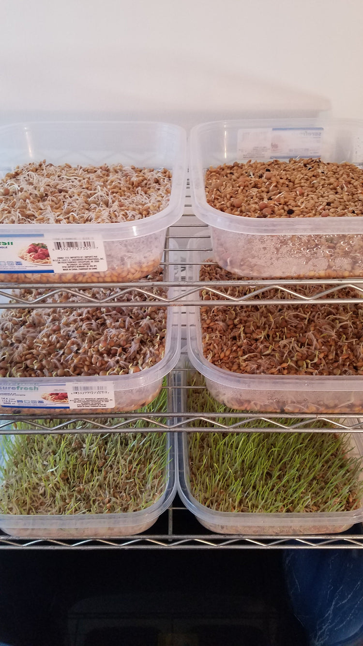 How to Grow Fodder for Chickens: A Nutritious & Easy Guide – Green ...